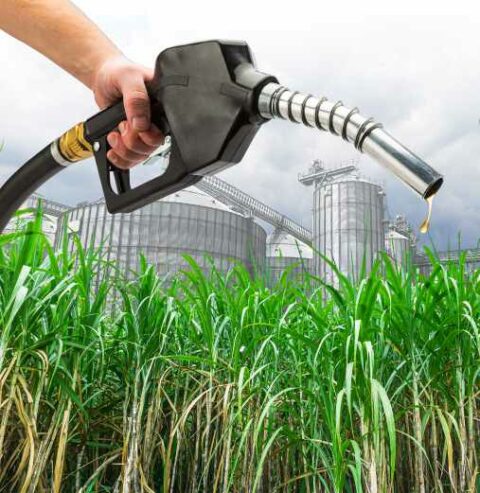 Biofuels: A Solution to Climate Change or a Threat to Global Food ...