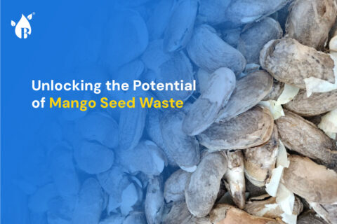 Unlocking the Potential of Mango Seed Waste - Buyofuel