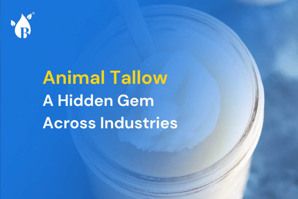 Animal Tallow A Hidden Gem Across Industries - Buyofuel